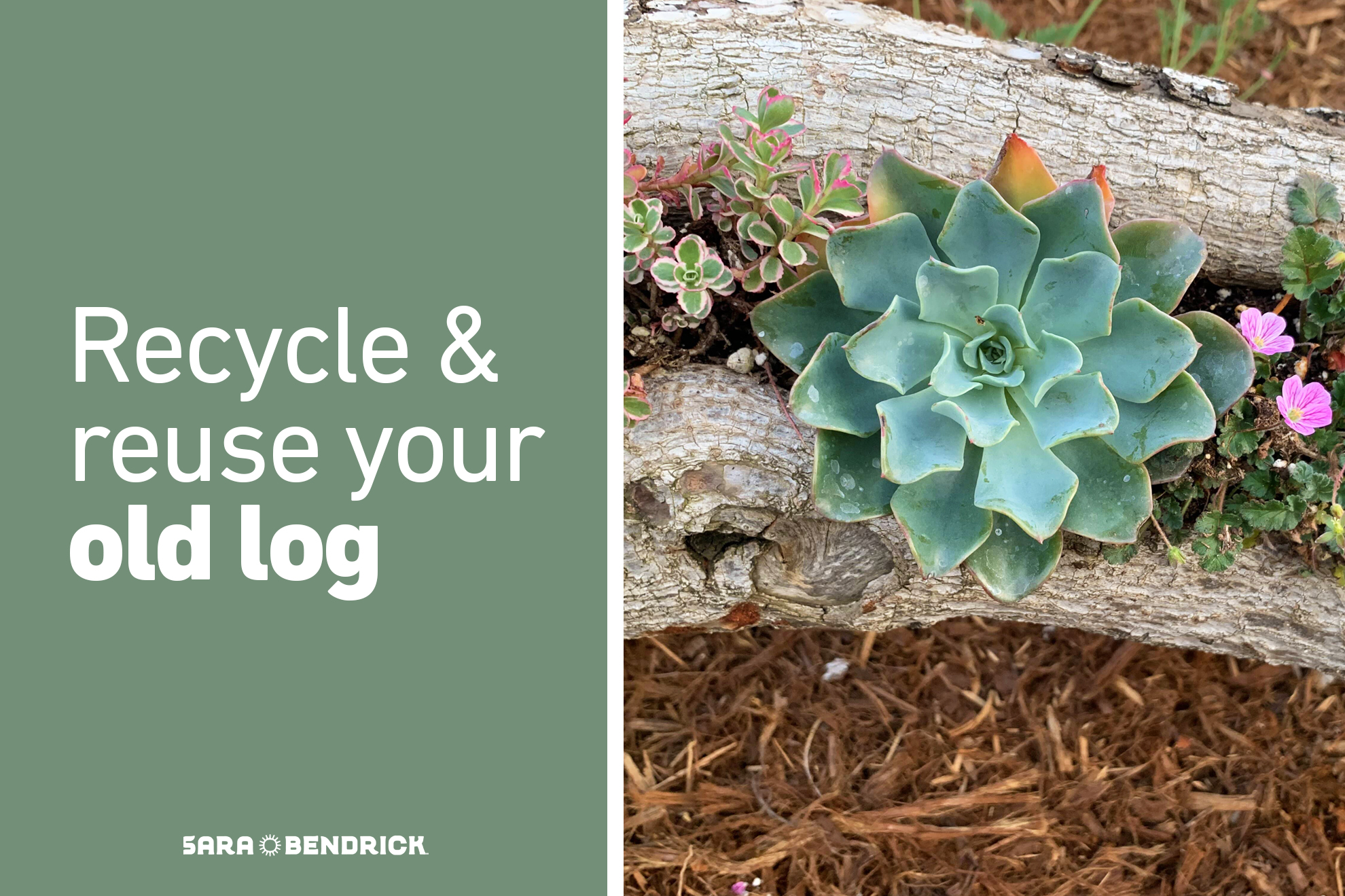 DIY succulent log planter - Sara Bendrick